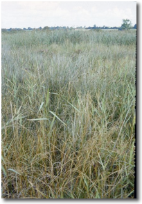 Factfile 5: Fens and Flushes | Title